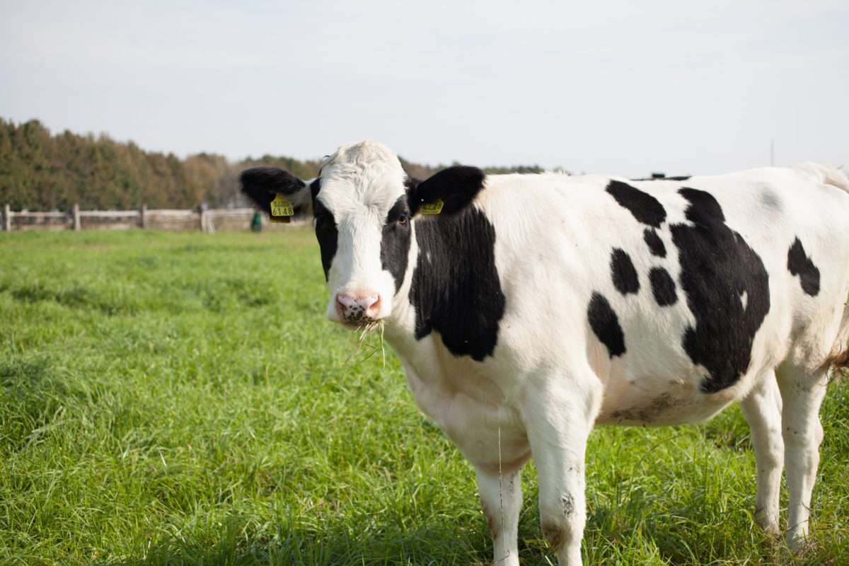 Mliječno govedarstvo - Belje